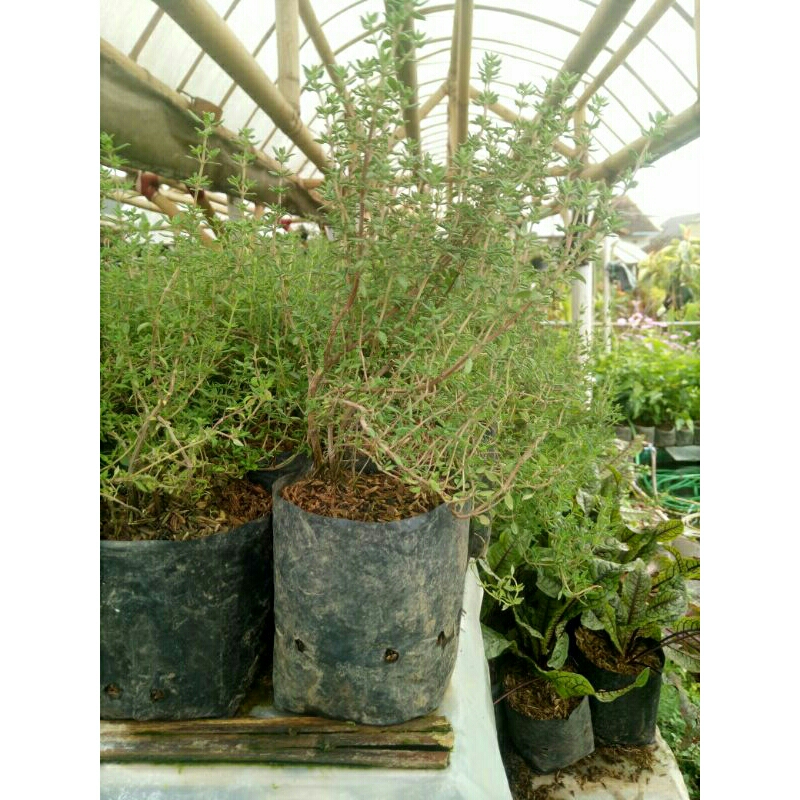 Jual Tanaman Rempah Timi obat bumbu Thyme | Shopee Indonesia