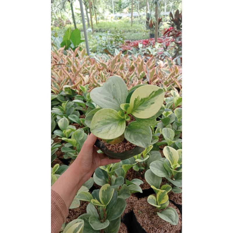 Jual Blantik Kembang - Tanaman hias Peperomia Golden Gate - Peperomia ...