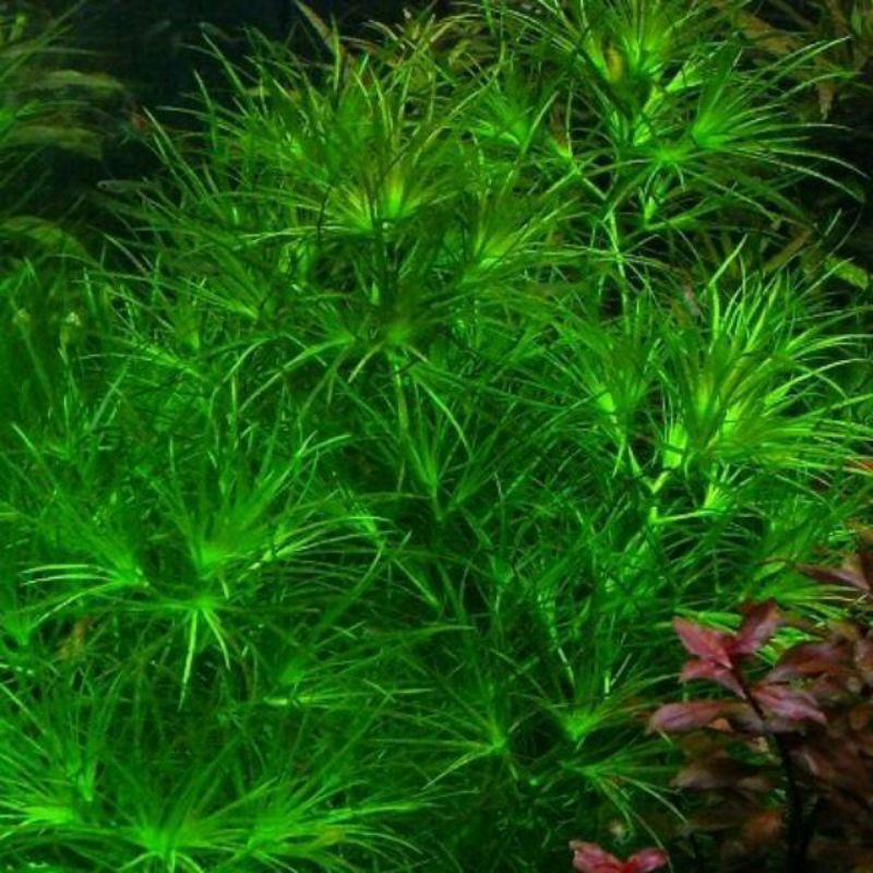 Jual Najas indica sp | Shopee Indonesia