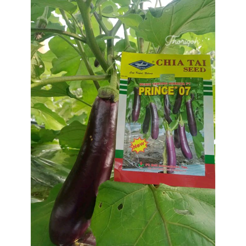 Jual Benih Tanaman Sayuran Terong Prince 07 F1 Isi 10 Gram Kadaluarsa ...