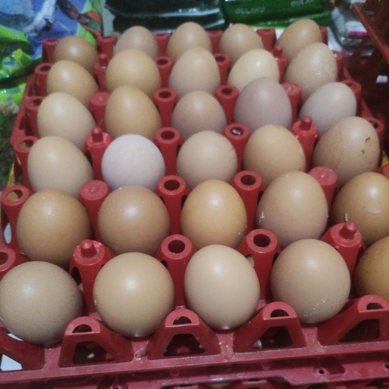 Jual TELUR AYAM NEGERI KEMASAN 1kg & 0,5 kg | Shopee Indonesia