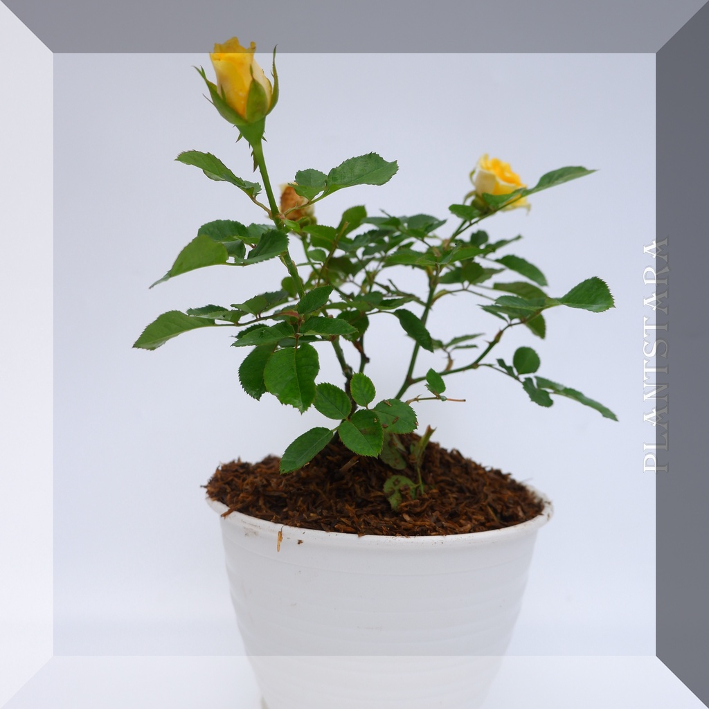 Jual Pohon Bunga Mawar (rosa sp)Dobelan Bercabang Rimbun indukan ...