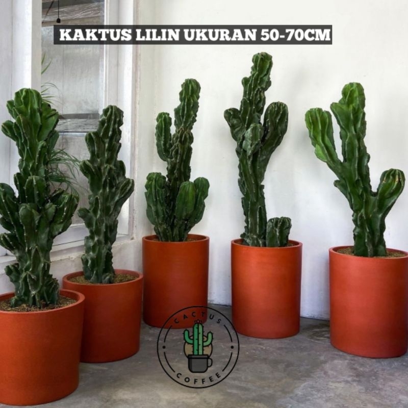 Jual Tanaman Kaktus Lilin Ukuran 50-70Cm // Pohon Kaktus Lilin// Pohon Kaktus Pagoda // Tanaman ...