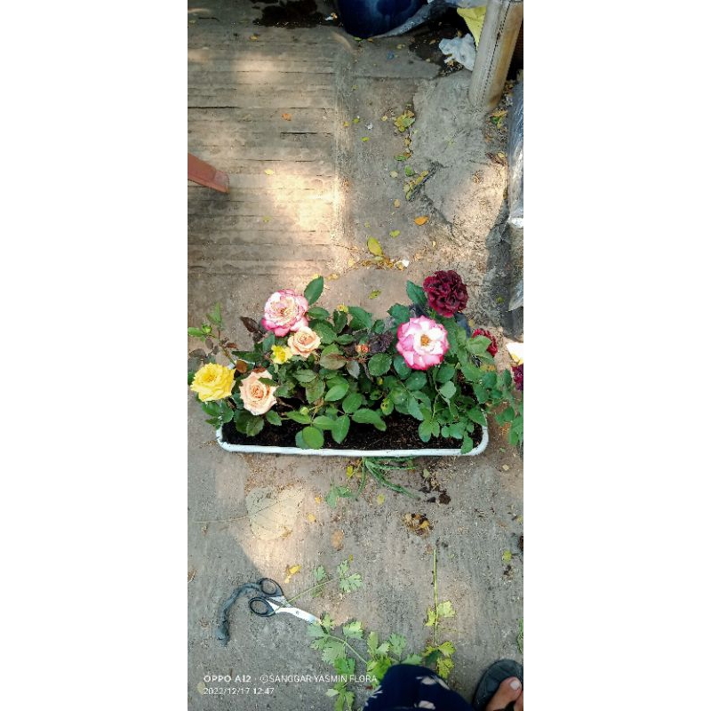 Jual BUNGA MAWAR MIX WARNA + POT PANJANG ( ISI 3 PCS ) | Shopee Indonesia