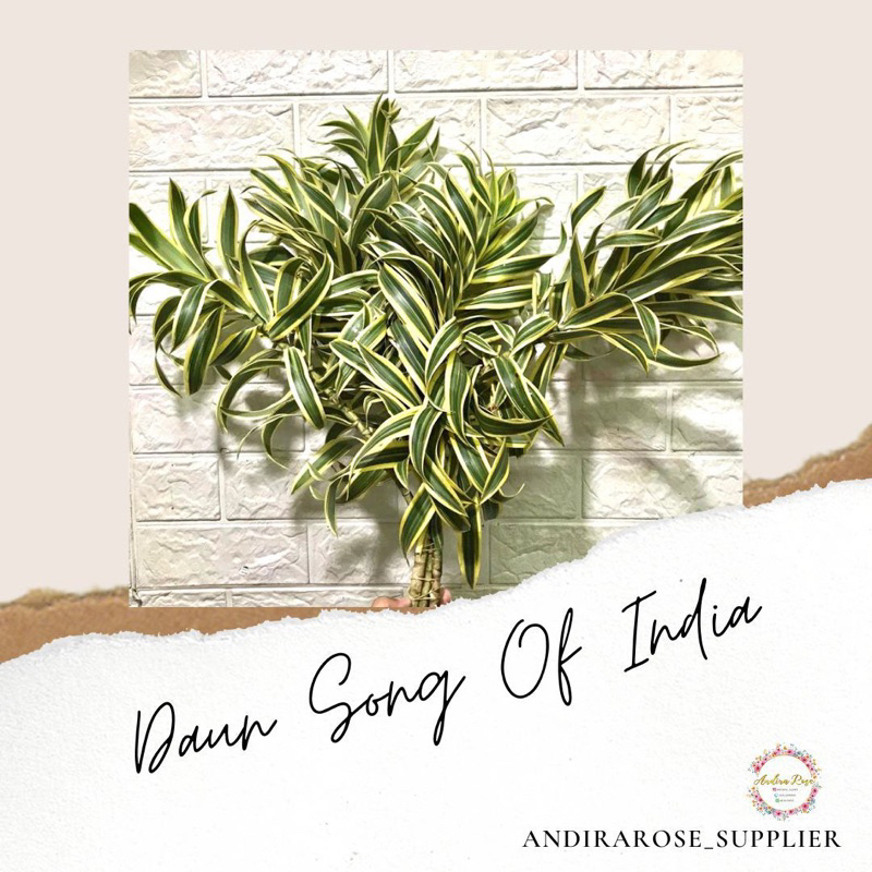 Jual Daun Song Of India | Shopee Indonesia