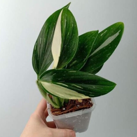 Jual Monstera Standleyana Ablo Variegata/ Var MURAH | Shopee Indonesia