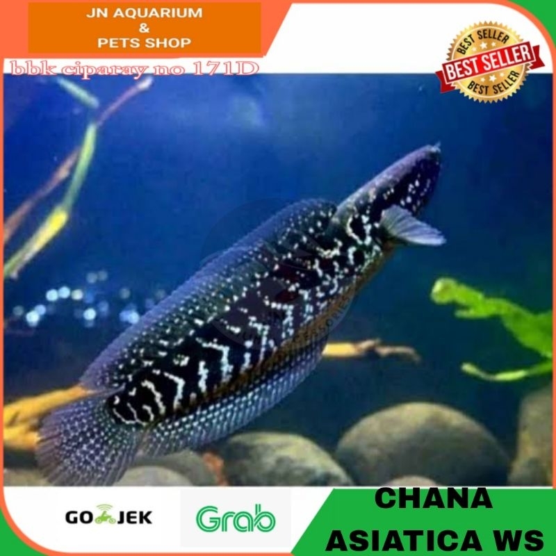Jual IKAN HIAS CHANNA ASIATICA SMALL SNAKEHEAD CHANA AIR TAWAR UK. 13 ...