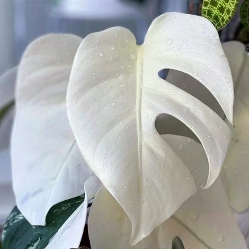 Jual Tanaman Hias Monstera Marble Varigata / Monstera Varigata ...