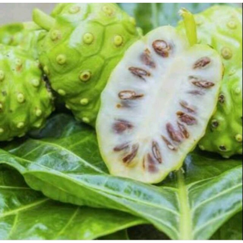 Jual Daun Mengkudu/ pace harga per 250 gram | Shopee Indonesia