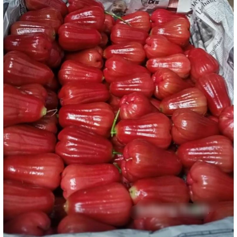 Jual jambu air citra demak manis & segar isi 1kg | Shopee Indonesia