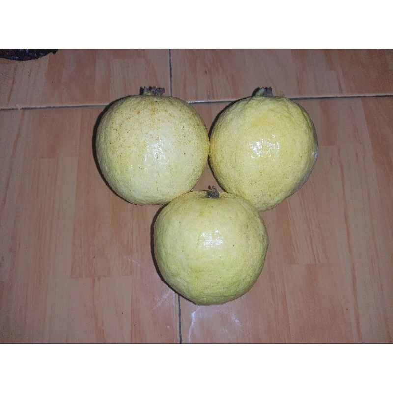 Jual Jambu Batu 500gr 1/2 kg (Biji berwarna Putih) | Shopee Indonesia