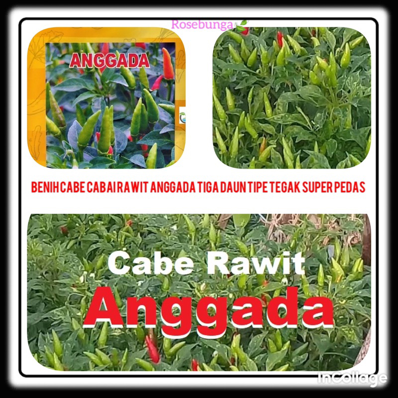 Jual isi 25 Biji Benih Cabe Cabai Rawit Anggada REPACKING DARI Cap Tiga ...