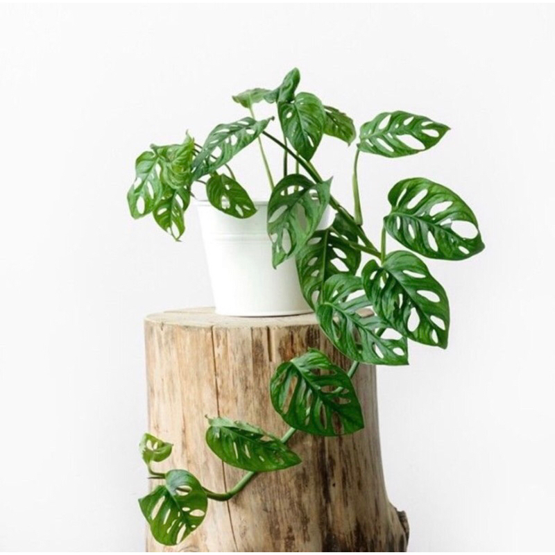Jual Monstera adansonii | janda bolong | Shopee Indonesia