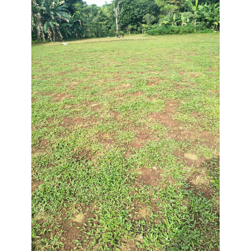 Jual RUMPUT GAJAH CIKANDE / GAJAH PAITAN / GAJAH BIASA 1 ENGKEL FULL ...