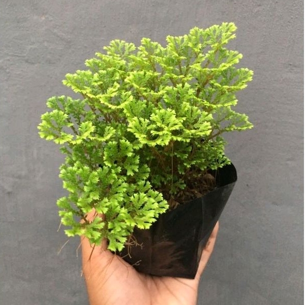 Jual Lumut papua/Rumput Papua | Shopee Indonesia