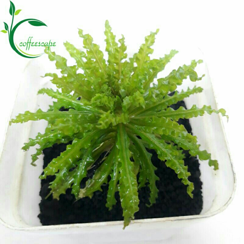 Jual Downoi / Pogostemon Helferi Tanaman Aquascape Aquarium | Shopee ...