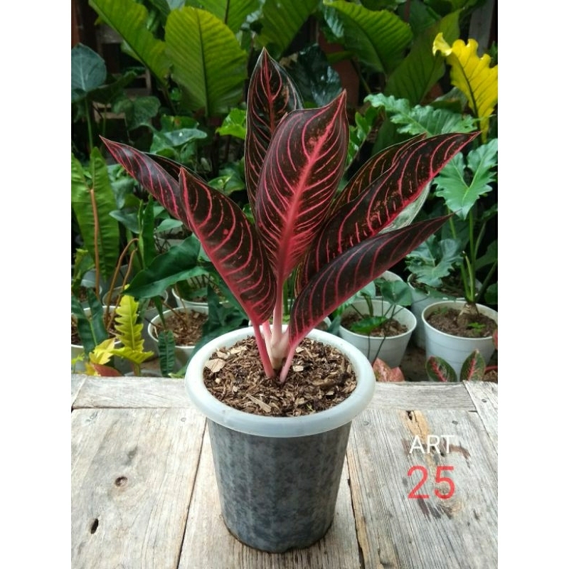 Jual Aglaonema Pride of Sumatera Aglonema Red Sumatra Real Picture ...
