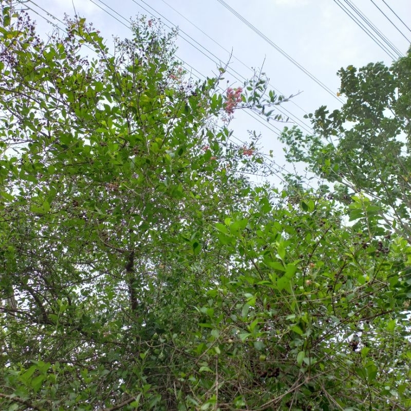 Jual Daun Henna Segar - Daun Inai - Pacar - Pewarna / Daun herbal ...