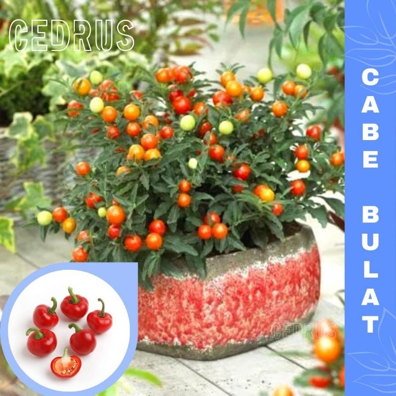 Jual Benih CABE BULAT - Biji Cabai Udel Crismil Unik | Shopee Indonesia