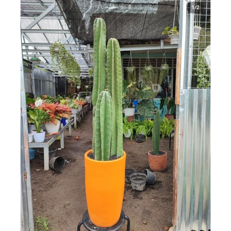 Jual (BISA COD) tanaman hias kaktus koboy 1meter REALPICT / Cactus ...