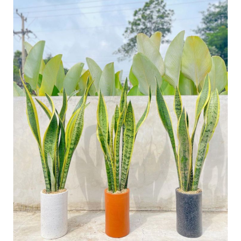 Jual Tanaman Hias Sensivera lidah mertua Pembersih Udara / Tanaman ... Jual Tanaman Hias Sensivera lidah mertua Pembersih Udara / Tanaman ...