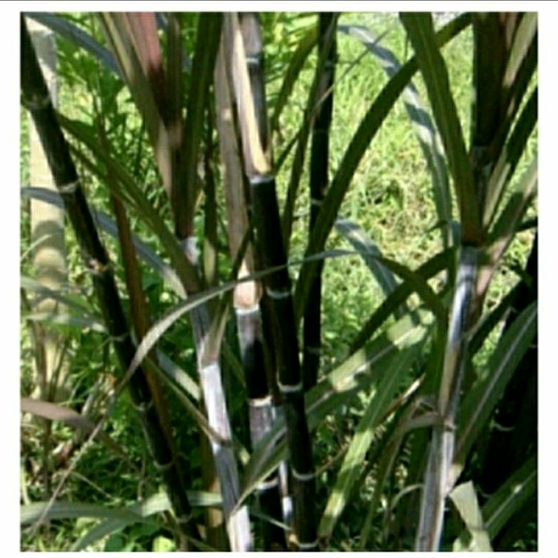 Jual Tebu Hitam Panjang 1 Meter / Tebu Ireng / Tebu Wulung | Shopee ...