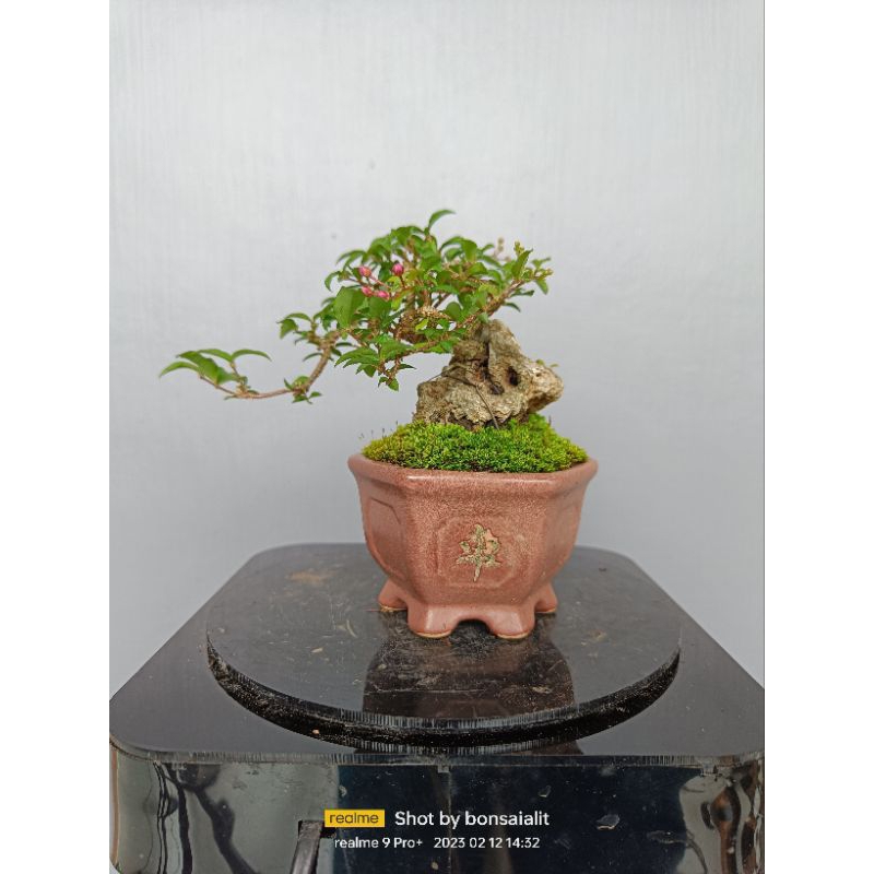 Jual bonsai sakura micro on the rock | Shopee Indonesia