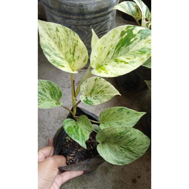 Jual Tanaman hias sirih gading varigata, sirih marble | Shopee Indonesia