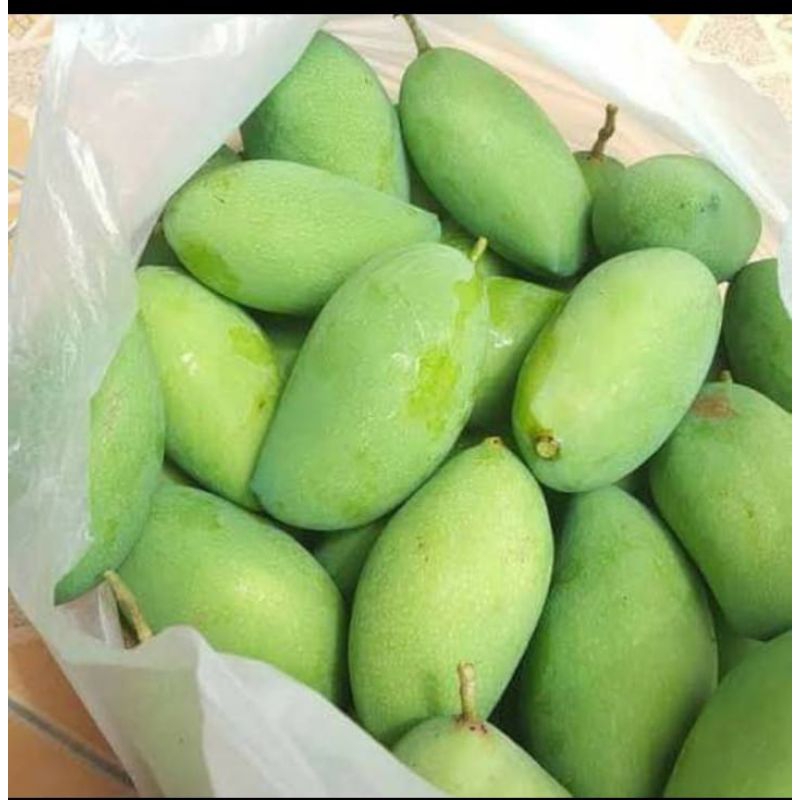 Jual BUAH MANGGA MUDA DIJAMIN FRESH ISI 1kg | Shopee Indonesia