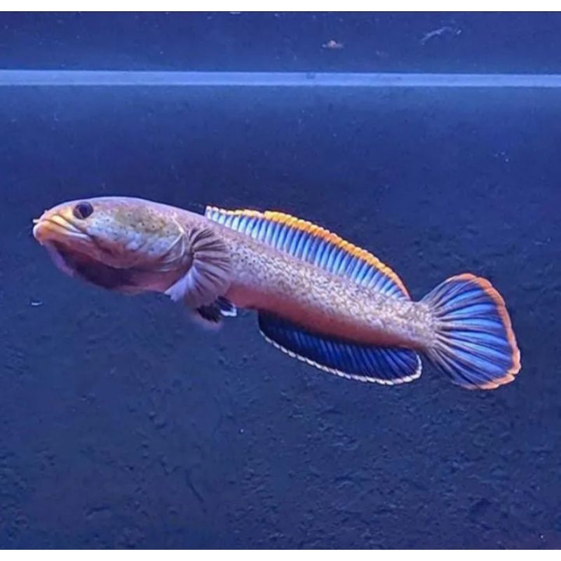 Jual ikan limbata,channa special calon galak! | Shopee Indonesia