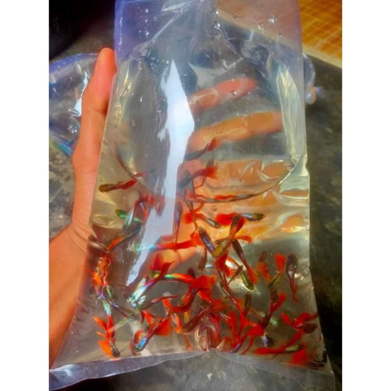 Jual Paket hemat 10 ekor Guppy Red Delima Bagus Buat Isi Aquarium/Hiasan | Shopee Indonesia