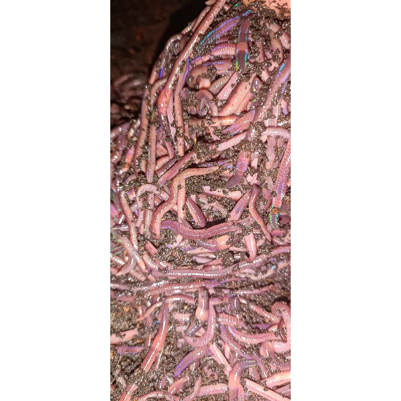 Jual Cacing tanah premium pakan & umpan mancing 2000 gram | Shopee ...