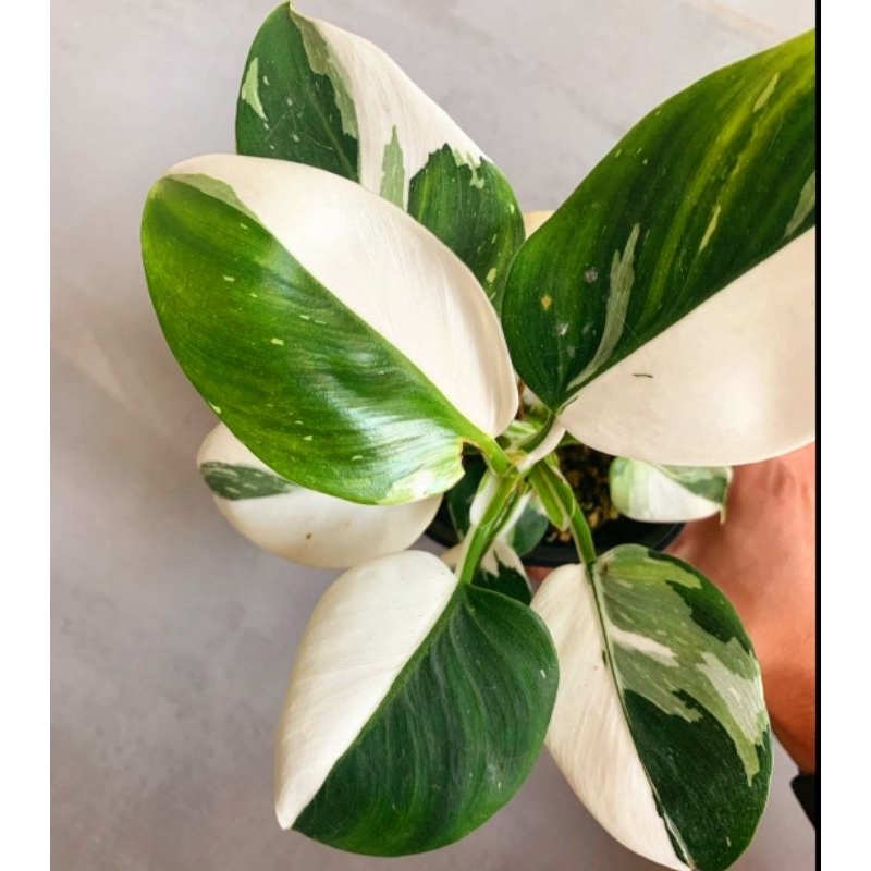 Jual Tanaman Hias Philodendron White Princess / Philo White Princes ...