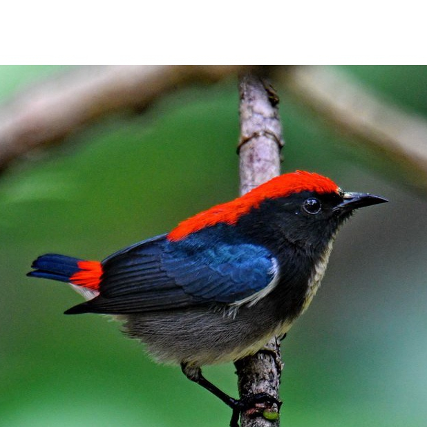 Jual Burung Kemade Gunung Jantan bahan | Shopee Indonesia