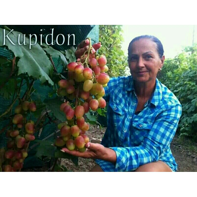 Jual kupidon | Shopee Indonesia