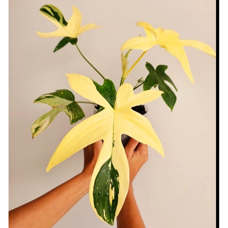 Jual Tanaman Hias Philodendron Pedatum Variegata / Philo Pedatum ...