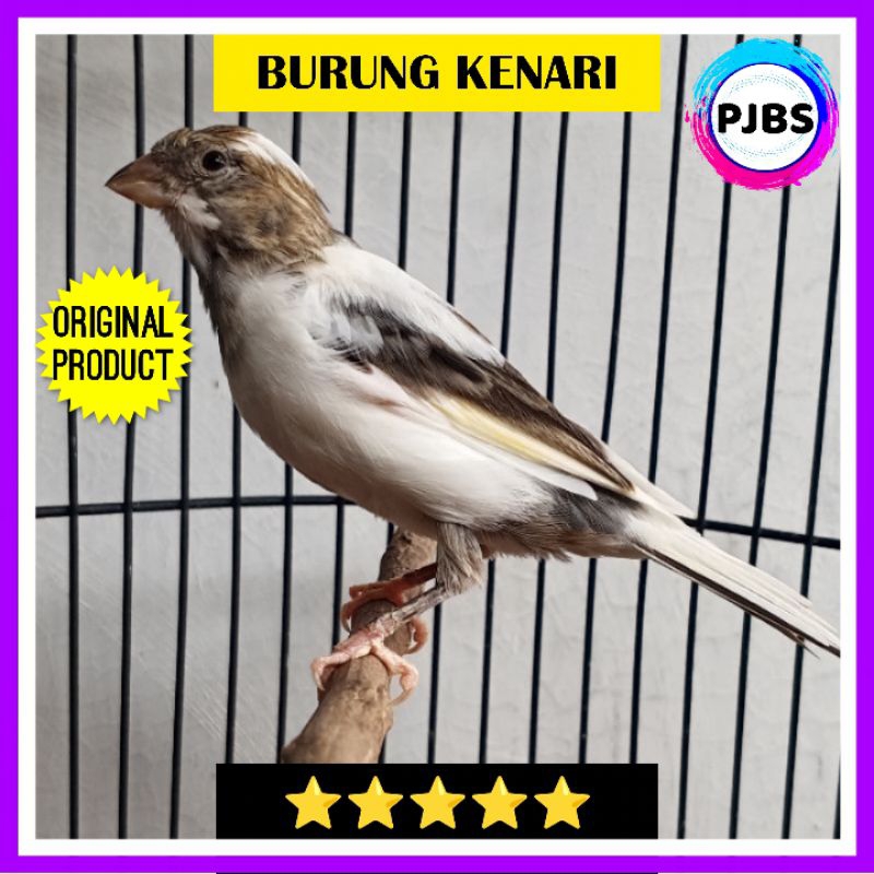 Jual BURUNG KENARI LOKAL SUPER LOPER JANTAN | Shopee Indonesia