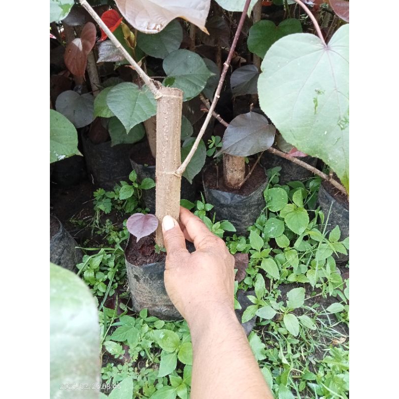 Jual waru merah besar (super red) | Shopee Indonesia