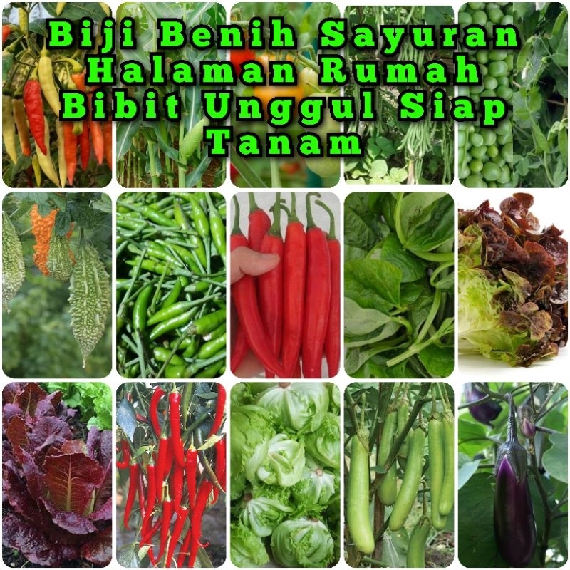 Jual Biji Benih Sayuran Halaman Rumah Bibit Unggul Siap Tanam | Shopee ...