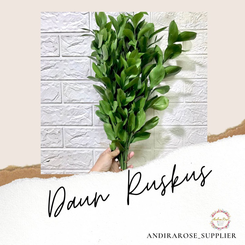 Jual RUSKUS (DAUN DAN BUNGA POTONG) | Shopee Indonesia