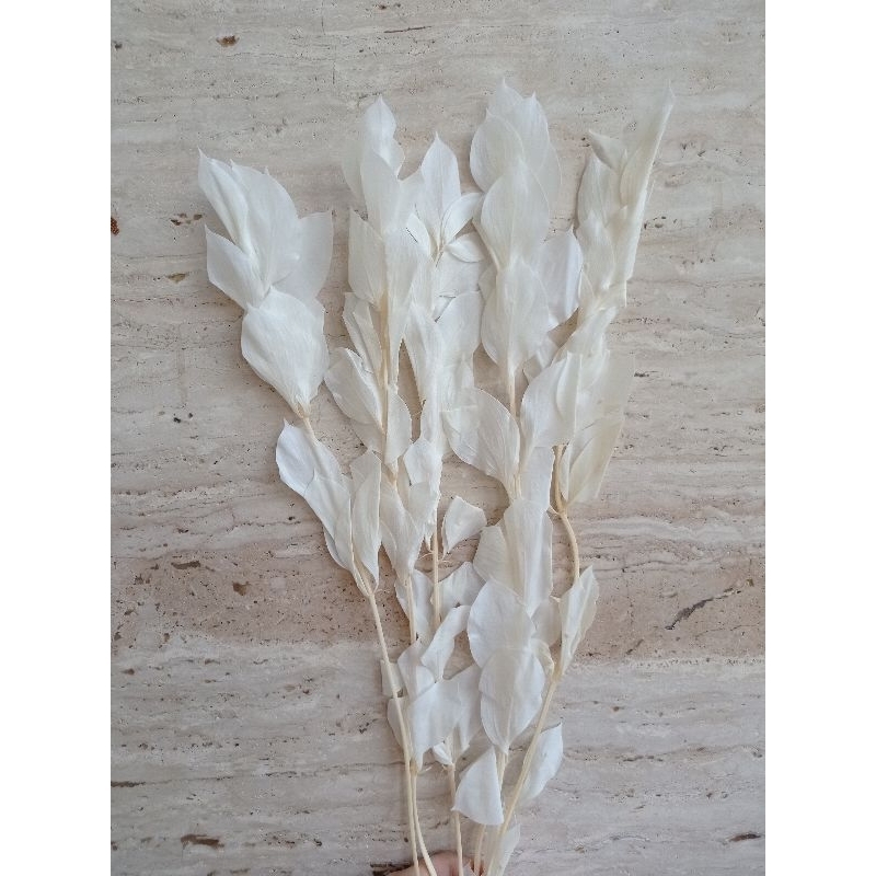 Jual Preserved Ruscus / Daun Ruskus | Shopee Indonesia