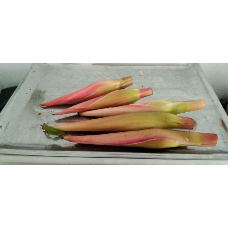 Jual KINCUNG/KECOMBRANG/BUNGA RIAS SEGAR pengiriman dari Medan (250 ...