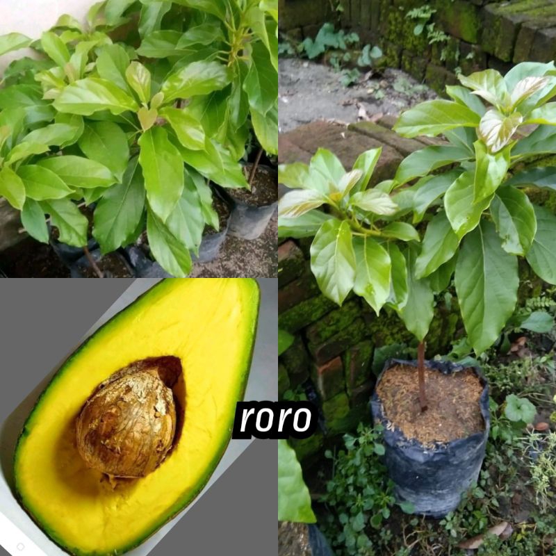 Jual bibit alpukat roro subaka lokal samcuk | Shopee Indonesia