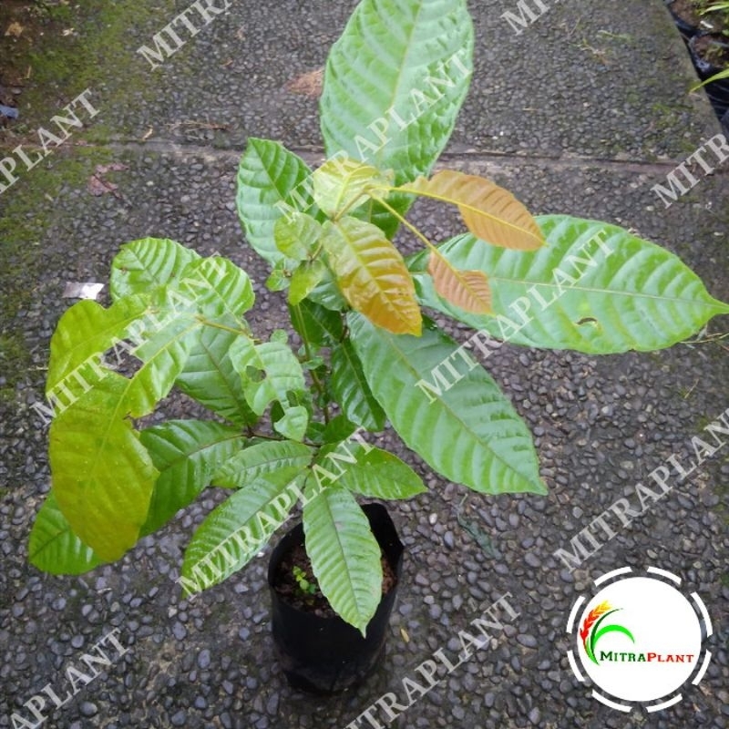 Jual Bibit Pohon Matoa - Tanaman Buah Matoa island lychee | Shopee ...