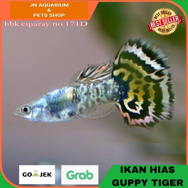 Jual IKAN HIAS GUPPY TIGER AIR TAWAR AQUARIUM | Shopee Indonesia