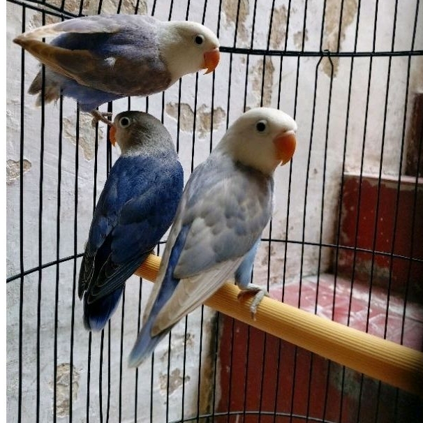Jual Burung Love Bird Baby , Paud dan Dewasa Paruh Putih , ParBlue (PB ...