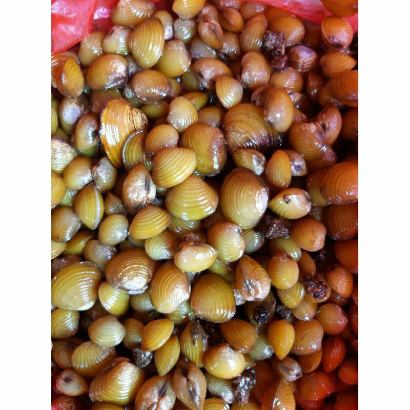 Jual Haremis kerang remis | Shopee Indonesia