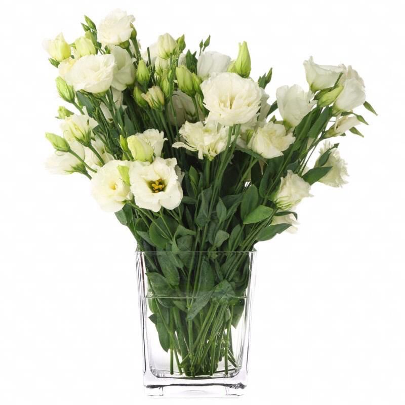 Jual Lisianthus putih (per ikat) | Shopee Indonesia