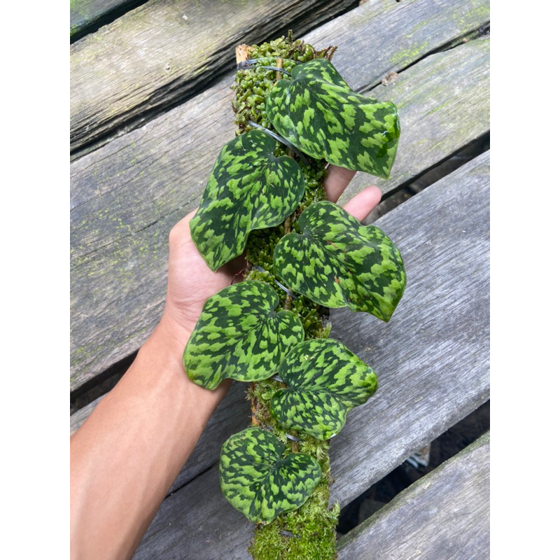 Jual scindapsus snake scale stabilo daun besar ( rawatan ) | Shopee ...