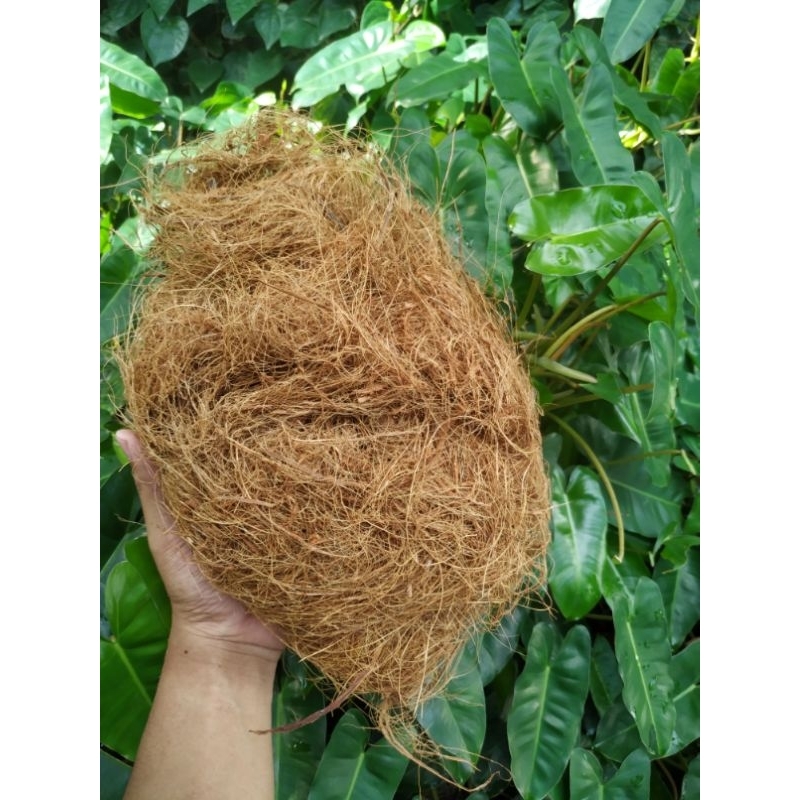 Jual Media Tanam Coco Fiber Serabut Kelapa 250 gram | Shopee Indonesia